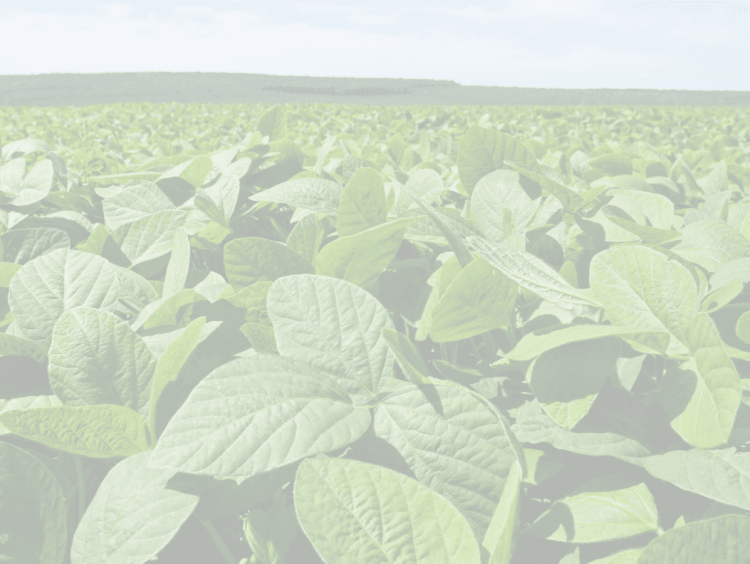 Forage Pea | Canadian Valley Seeds