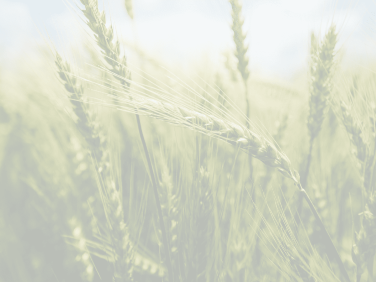 Hegari (Treated) | Canadian Valley Seeds