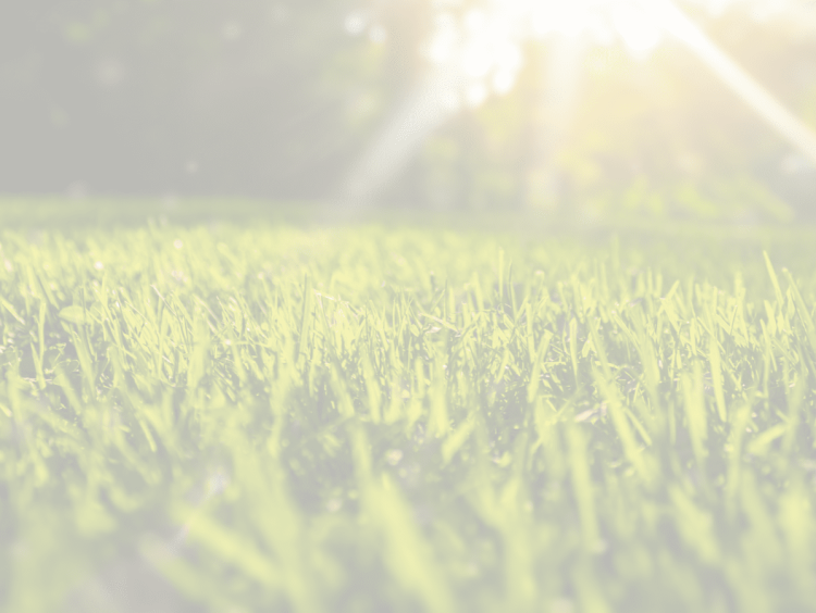 Hegari (Treated) | Canadian Valley Seeds