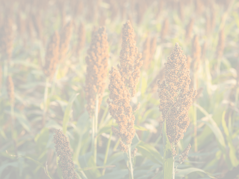 Forage Pea | Canadian Valley Seeds
